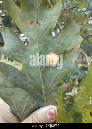 Hedgehog Gall Wasp (Acraspis erinacei Stock Photo - Alamy