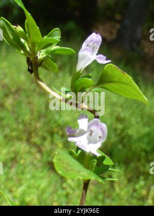 Georgia calamint (Clinopodium carolinianum Stock Photo - Alamy