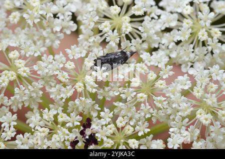 Tumbling Ragdoll (Mordella marginata Stock Photo - Alamy