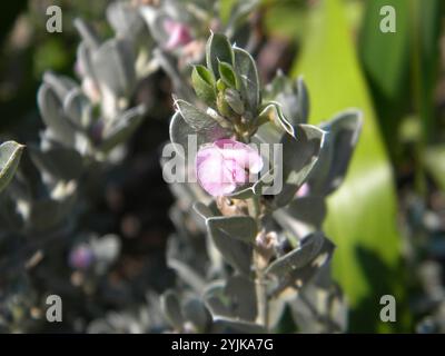 Satin bush (Podalyria sericea Stock Photo - Alamy
