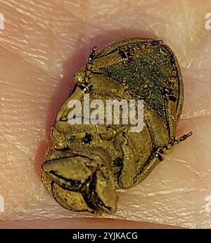 Hide beetle (Omorgus suberosus Stock Photo - Alamy
