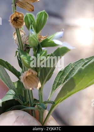 Mintweed (Salvia reflexa Stock Photo - Alamy