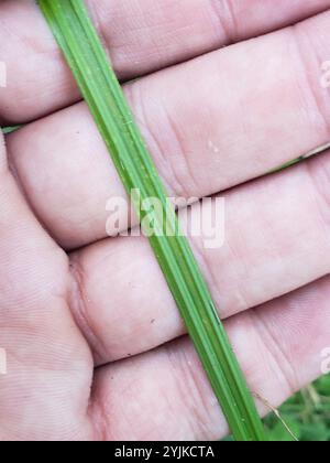 Shortleaf Spikesedge (Cyperus brevifolius Stock Photo - Alamy