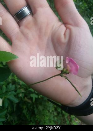 perennial wooly bean (Strophostyles umbellata), Plantae, Montgomery, AL ...