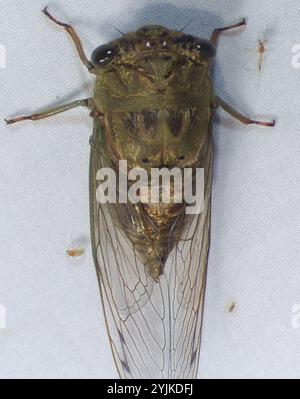 Eastern Scissors Grinder Cicada (Neotibicen winnemanna Stock Photo - Alamy