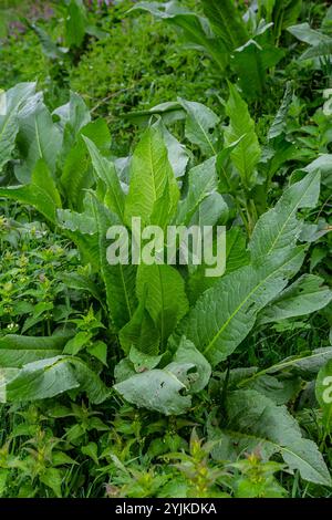 Rumex confertus grows in the garden in spring Stock Photo - Alamy