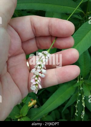 pinkweed (Persicaria pensylvanica Stock Photo - Alamy