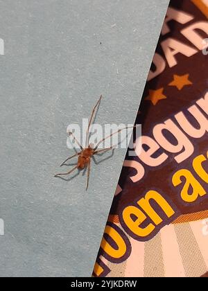 Crevice Weavers (Filistatidae Stock Photo - Alamy