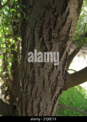 Rusty Willow (Salix atrocinerea Stock Photo - Alamy