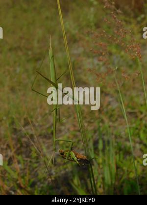 Northern Grass Mantis (Brunneria borealis) Insecta Stock Photo - Alamy