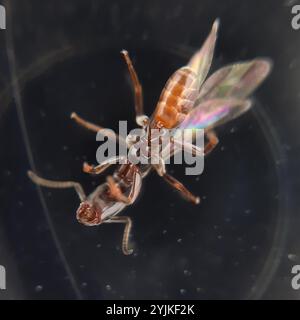 Cecropia Ants and Allies (Azteca Stock Photo - Alamy
