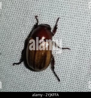 Yellow-winged Anomala (Anomala flavipennis Stock Photo - Alamy