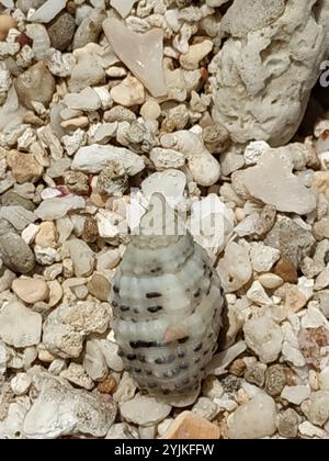 Cerith Snails (Cerithiidae Stock Photo - Alamy