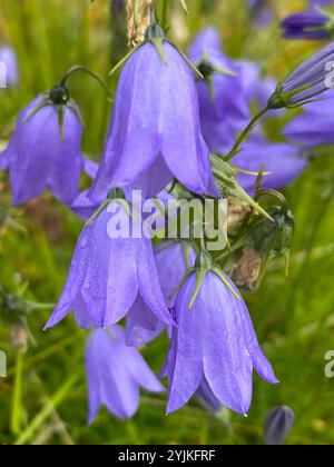 Harebell Complex (Campanula rotundifolia Stock Photo - Alamy