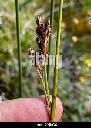 Arctic Rush (Juncus arcticus Stock Photo - Alamy