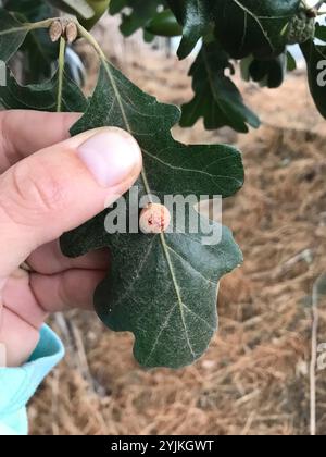 Fuzzy-Gall Wasp (Cynips conspicuus) Insecta Stock Photo - Alamy