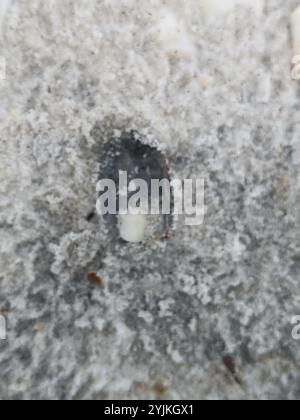 Broad-ribbed Cardita (Cardites floridanus) Mollusca Stock Photo - Alamy