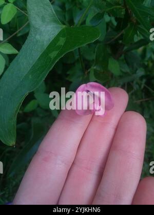 perennial wooly bean (Strophostyles umbellata) Plantae Stock Photo - Alamy