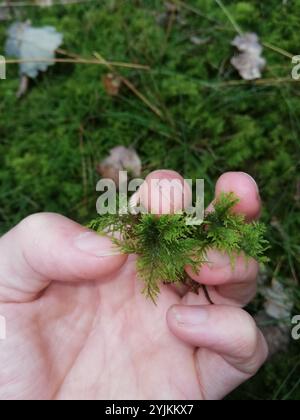 fern mosses (Thuidium Stock Photo - Alamy