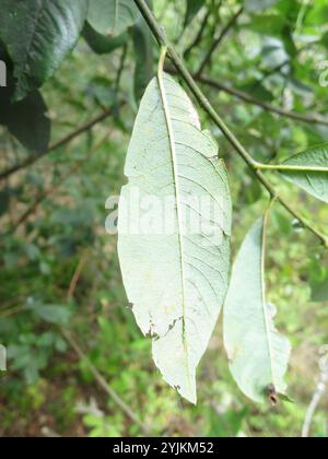 Rusty Willow (Salix atrocinerea Stock Photo - Alamy