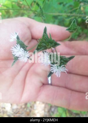 common elephant's-foot (Elephantopus tomentosus Stock Photo - Alamy