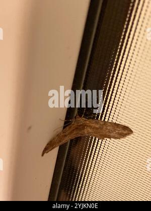 Australian Pug Moth (Chloroclystis filata Stock Photo - Alamy