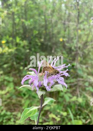 Crossline Skipper (Polites origenes Stock Photo - Alamy