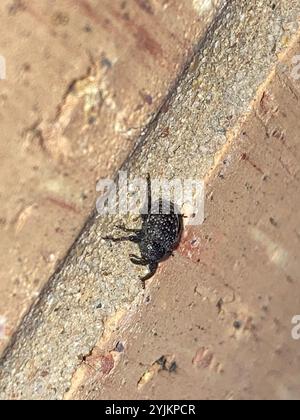Cowpea Curculio (Chalcodermus aeneus Stock Photo - Alamy
