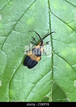 Reticulated Net-winged Beetle (Calopteron reticulatum) Insecta Stock ...