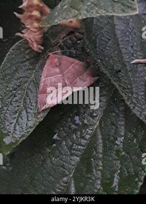 Maple Looper Moth (Parallelia bistriaris Stock Photo - Alamy