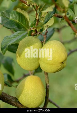 Chinesische Zierquitte (Chaenomeles speciosa), Chinese flowering quince ...