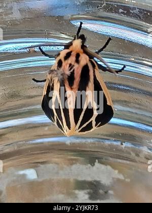 Harnessed Tiger Moth (Apantesis phalerata Stock Photo - Alamy