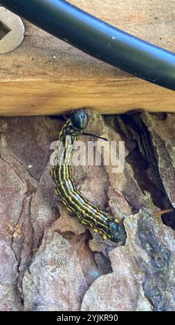 Orange-tipped Oakworm Moth (Anisota senatoria) Insecta Stock Photo - Alamy