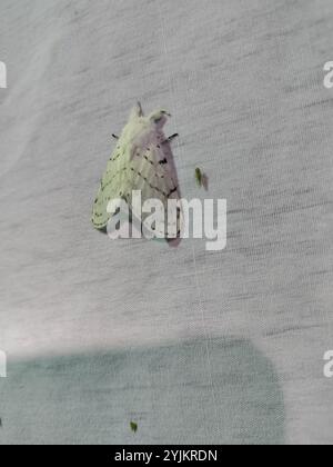 Dot-lined White (Artace cribrarius Stock Photo - Alamy