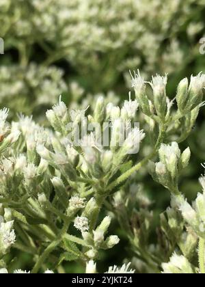 round-leaved boneset (Eupatorium rotundifolium Stock Photo - Alamy