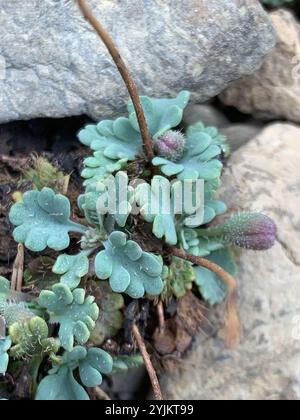 Alpine Glacier Poppy (Papaver pygmaeum Stock Photo - Alamy
