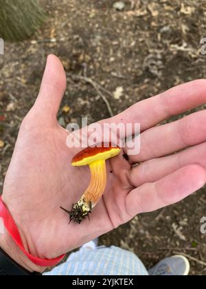 two-colored bolete (Baorangia bicolor Stock Photo - Alamy