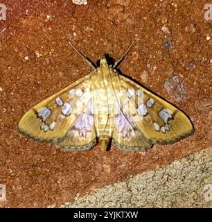Media Moth (Samea baccatalis Stock Photo - Alamy