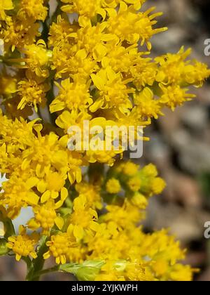 velvety goldenrod (Solidago velutina Stock Photo - Alamy