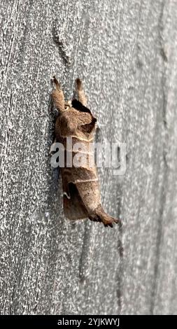 Sigmoid Prominent (Clostera albosigma Stock Photo - Alamy