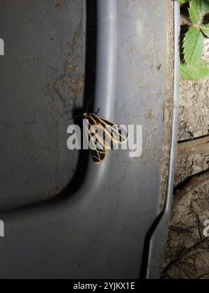 Harnessed Tiger Moth (Apantesis phalerata Stock Photo - Alamy