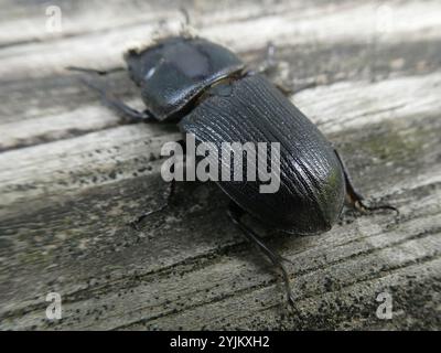 Antelope Beetle (Dorcus parallelus Stock Photo - Alamy