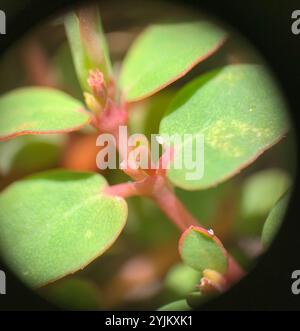 limestone sandmat (Euphorbia blodgettii Stock Photo - Alamy