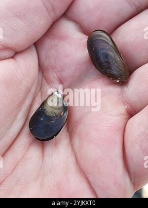 Northern Bay Mussel (Mytilus trossulus Stock Photo - Alamy