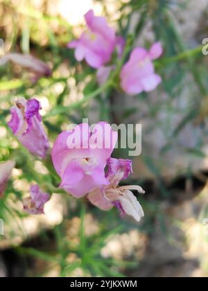 greater snapdragon (Antirrhinum tortuosum Stock Photo - Alamy