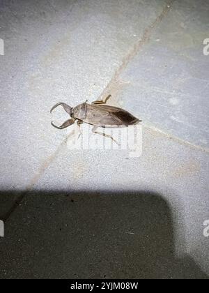 American Giant Water Bug (Lethocerus americanus Stock Photo - Alamy