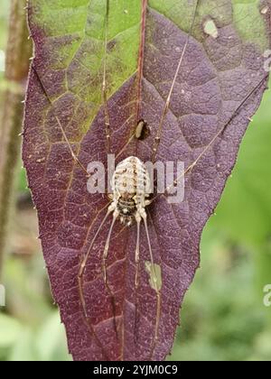 Saddleback Harvestman (Mitopus morio Stock Photo - Alamy