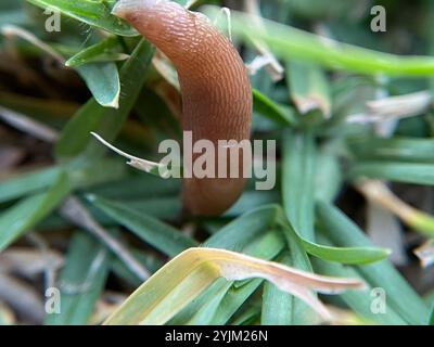 Smooth Land Slugs (Deroceras Stock Photo - Alamy