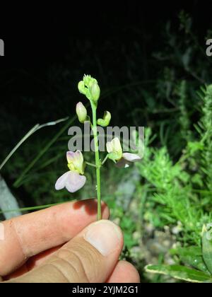 Gray's bean (Phaseolus grayanus Stock Photo - Alamy