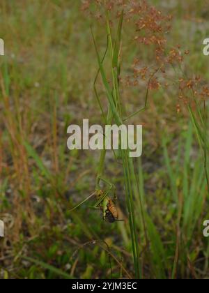 Northern Grass Mantis (Brunneria borealis Stock Photo - Alamy
